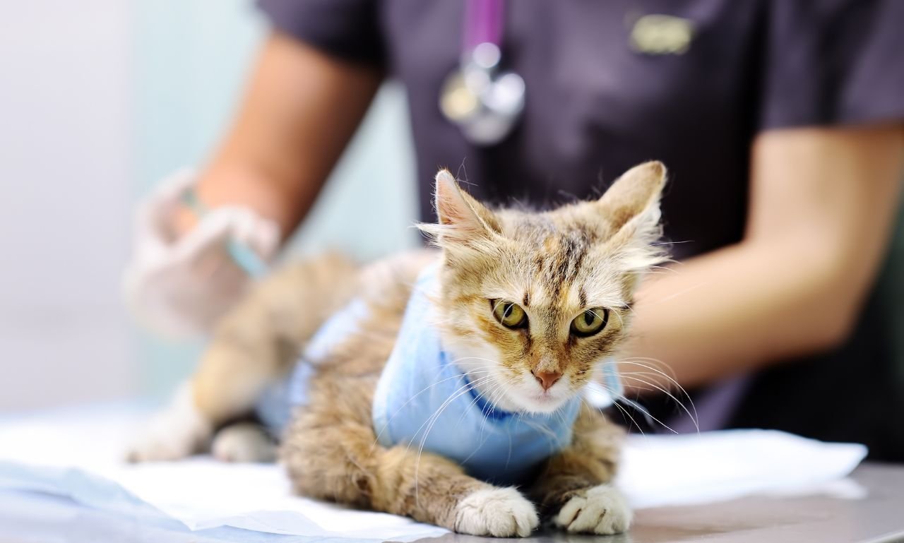 Why Volunteering Matters: An Insight into Cat Rescue Operations - Lisa ...